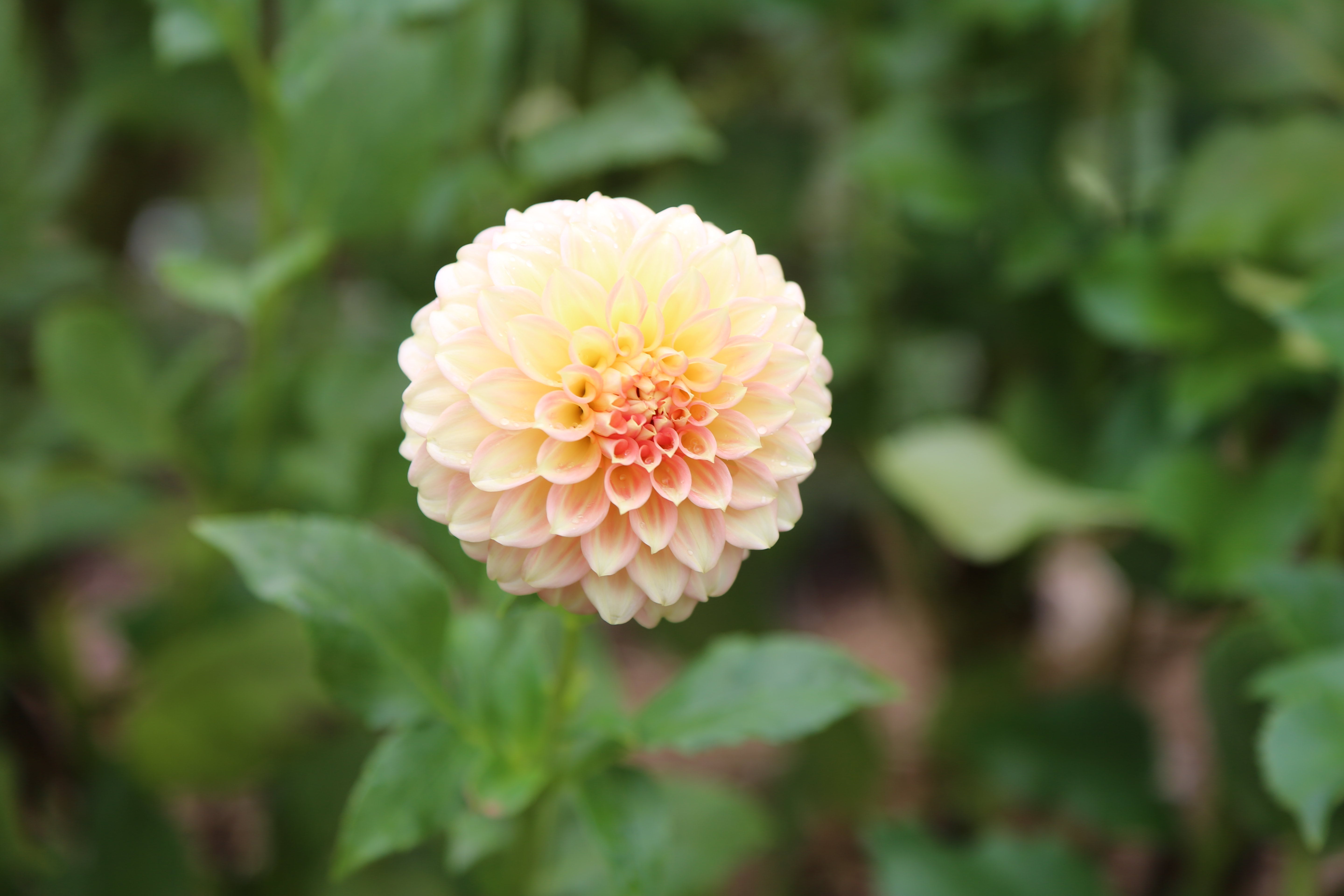 Bracken Glenda | Cudgen Flower Farm