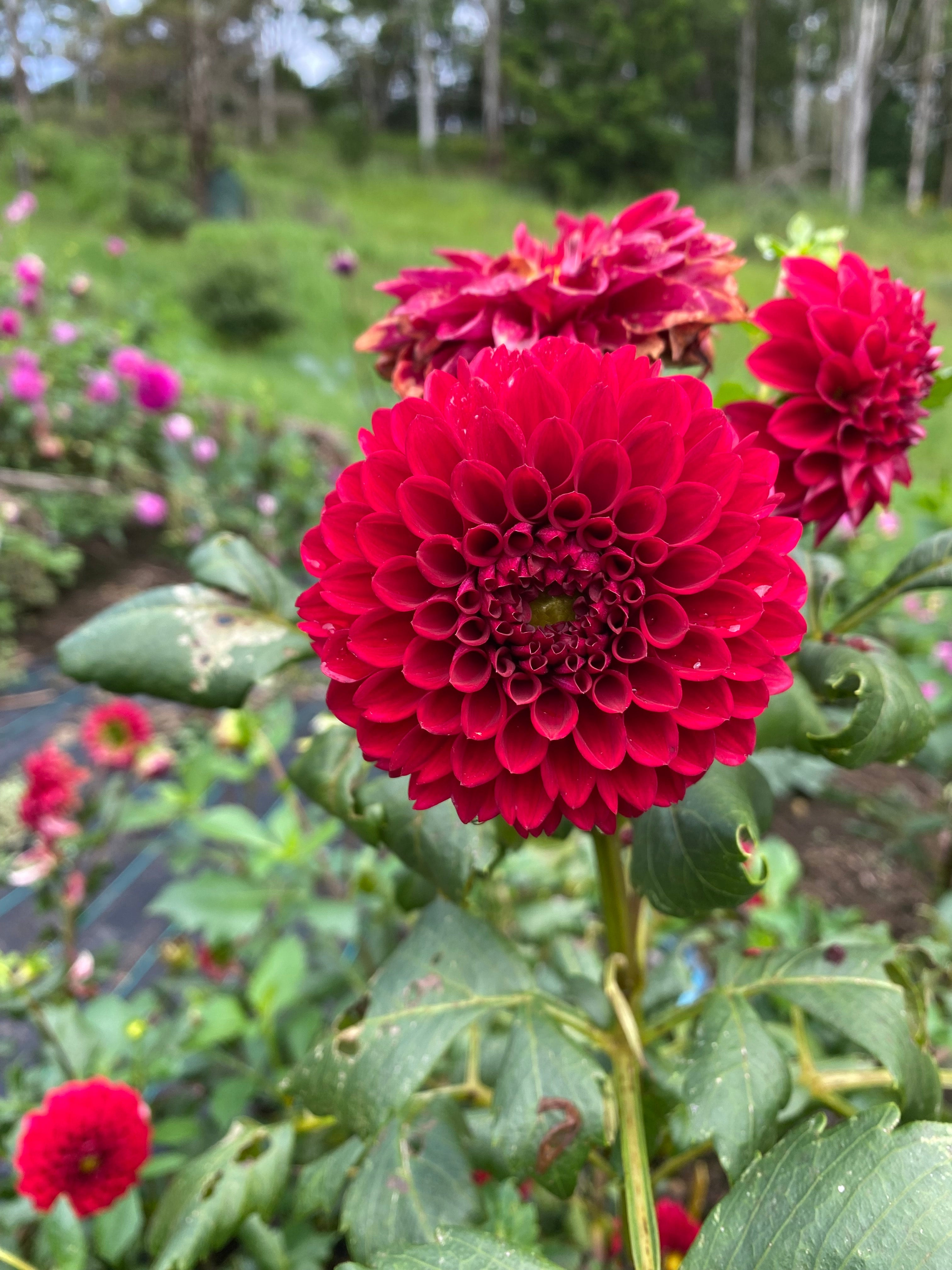 Devon Red Devil | Cudgen Flower Farm
