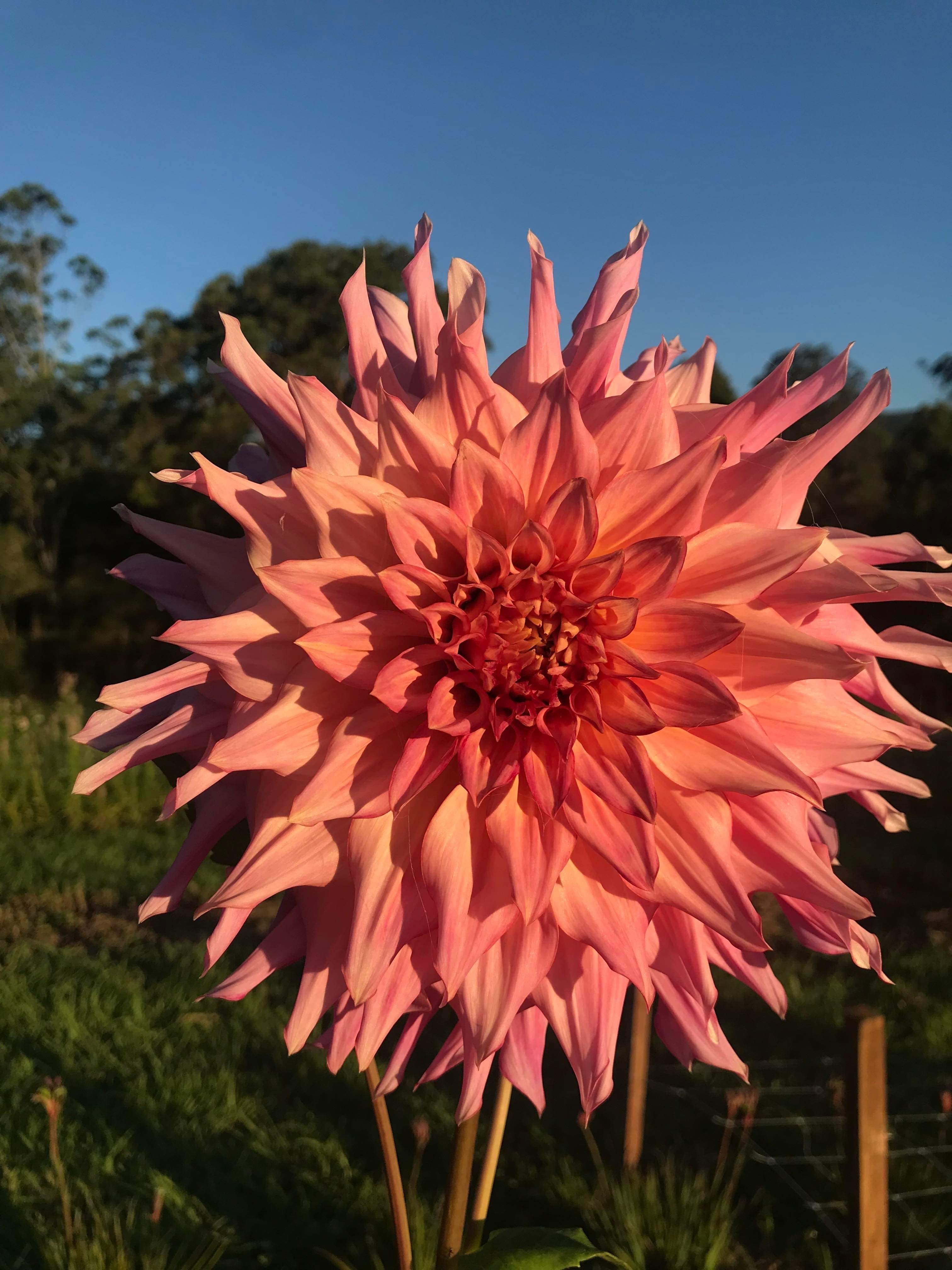 Penhill Watermelon | Cudgen Flower Farm