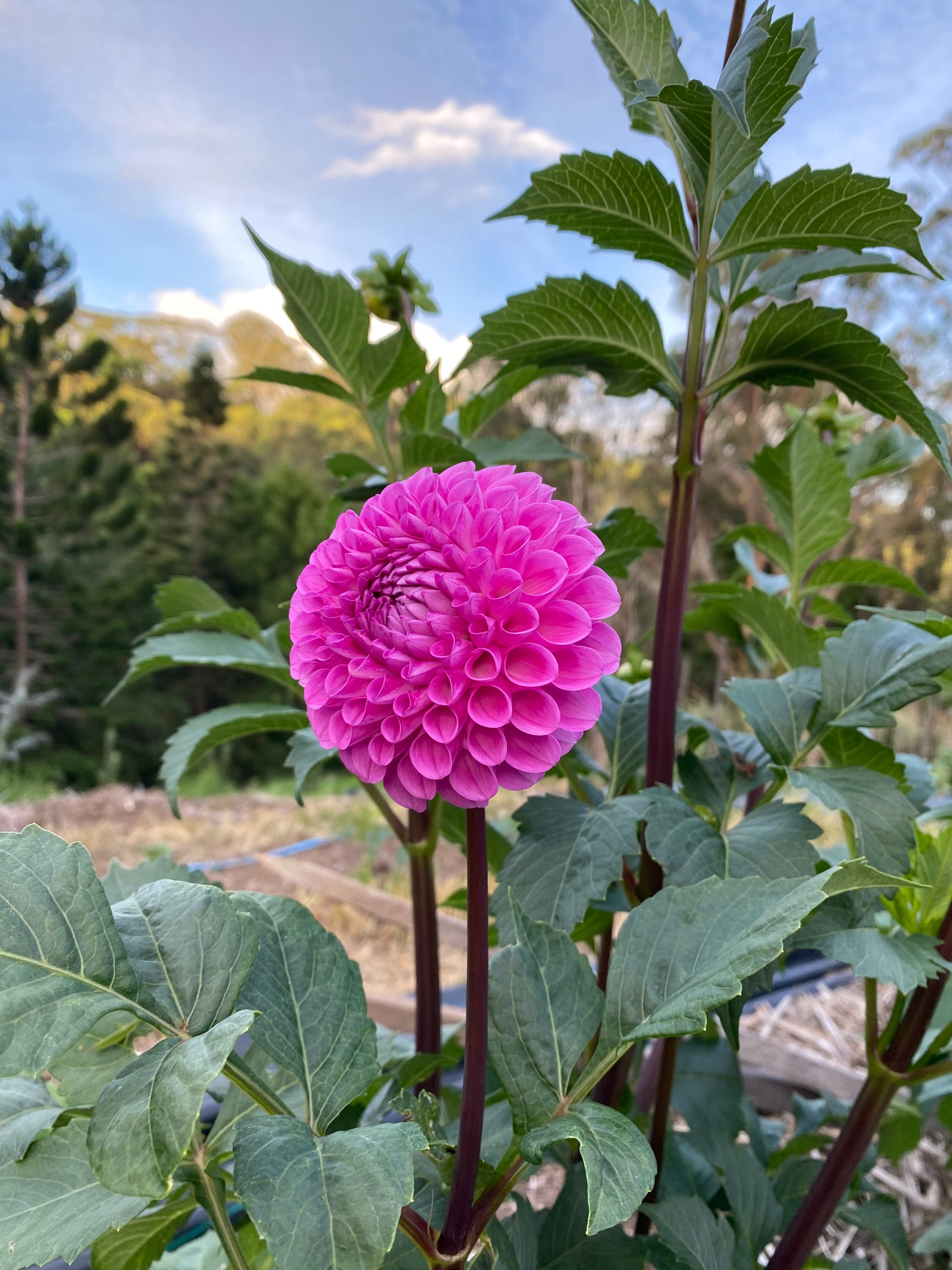 WV’s Shirley Temple | Cudgen Flower Farm