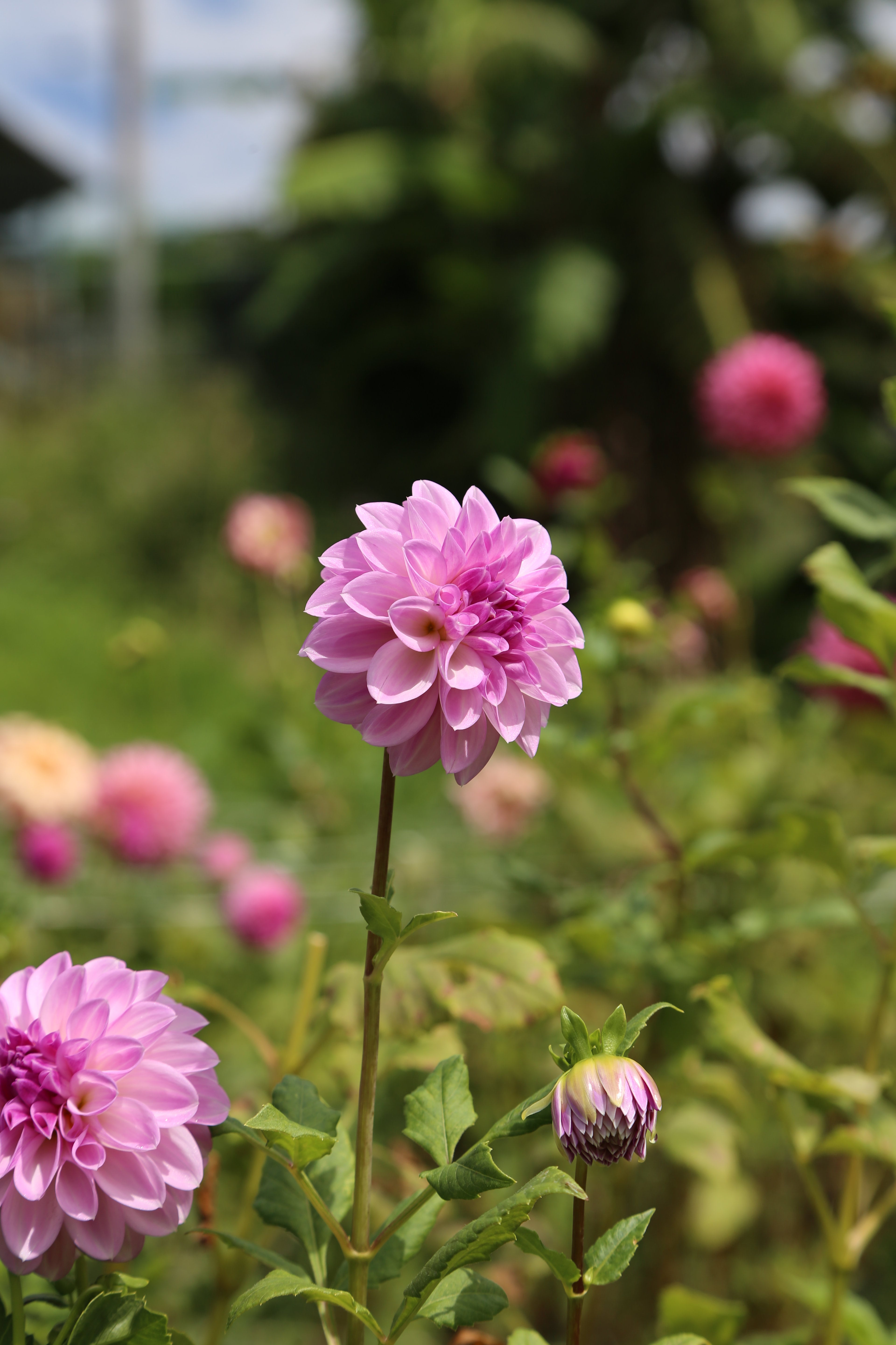 Prue | Cudgen Flower Farm