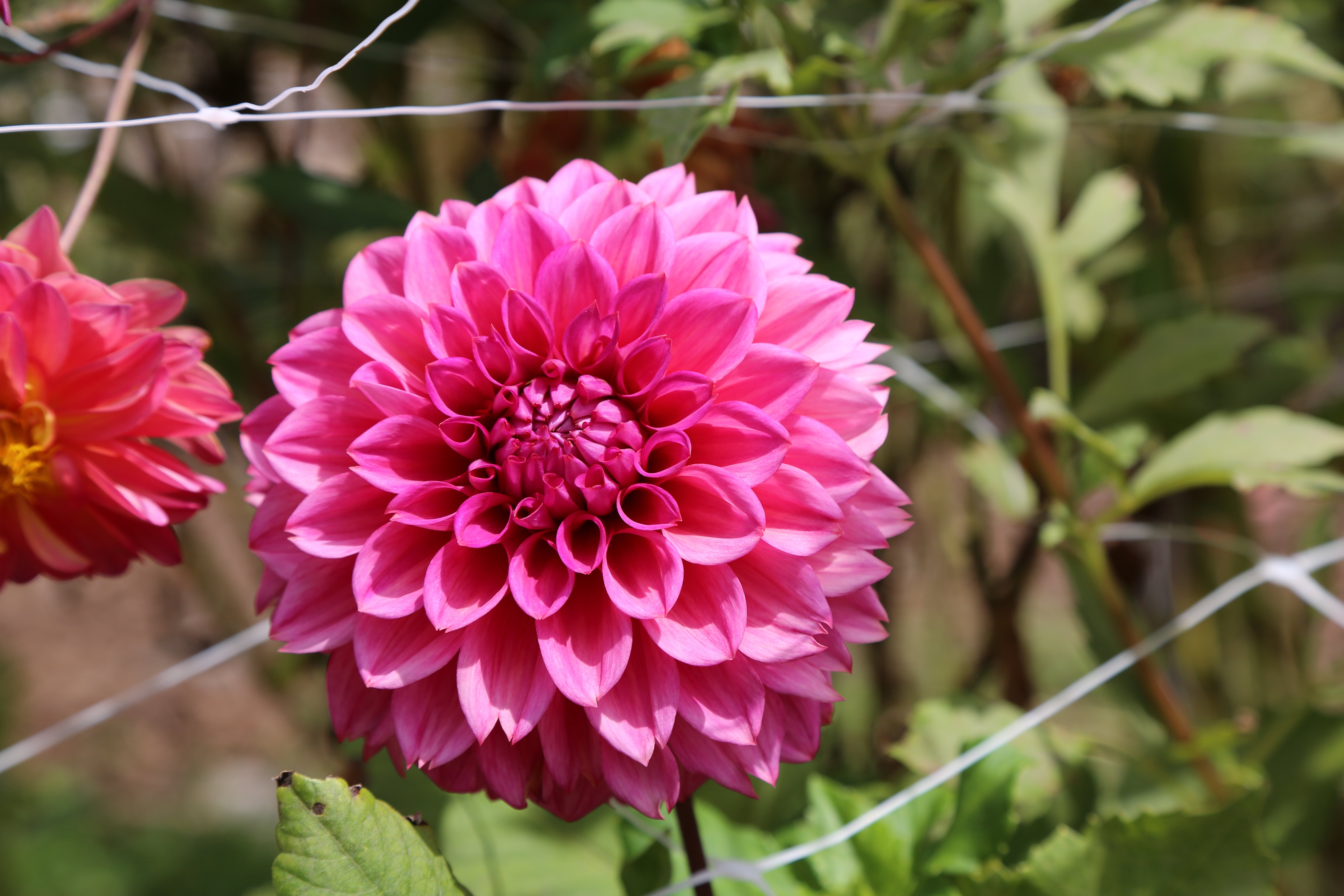 Kim's Valentine | Cudgen Flower Farm