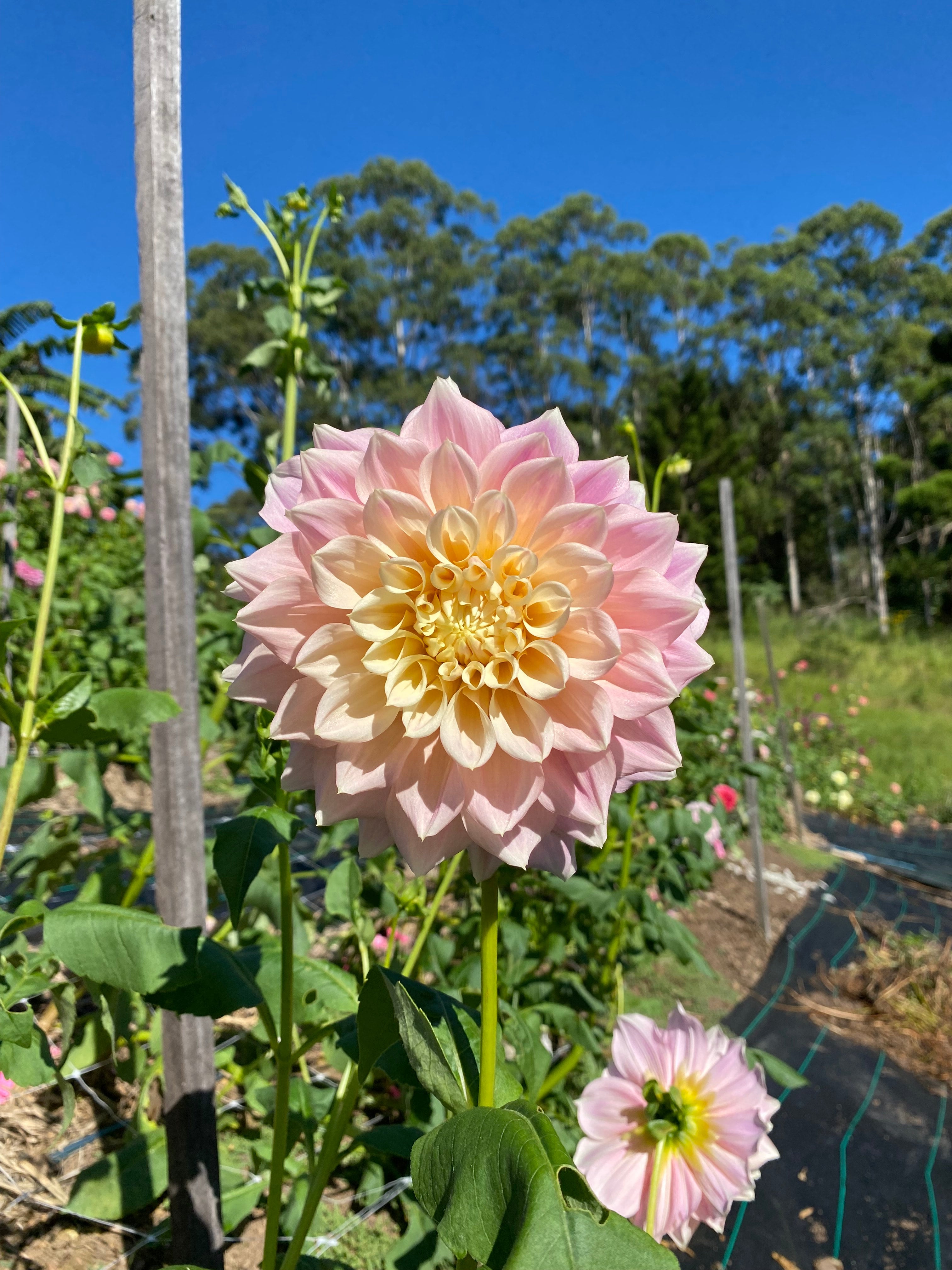 Cerise Rosebud | Cudgen Flower Farm