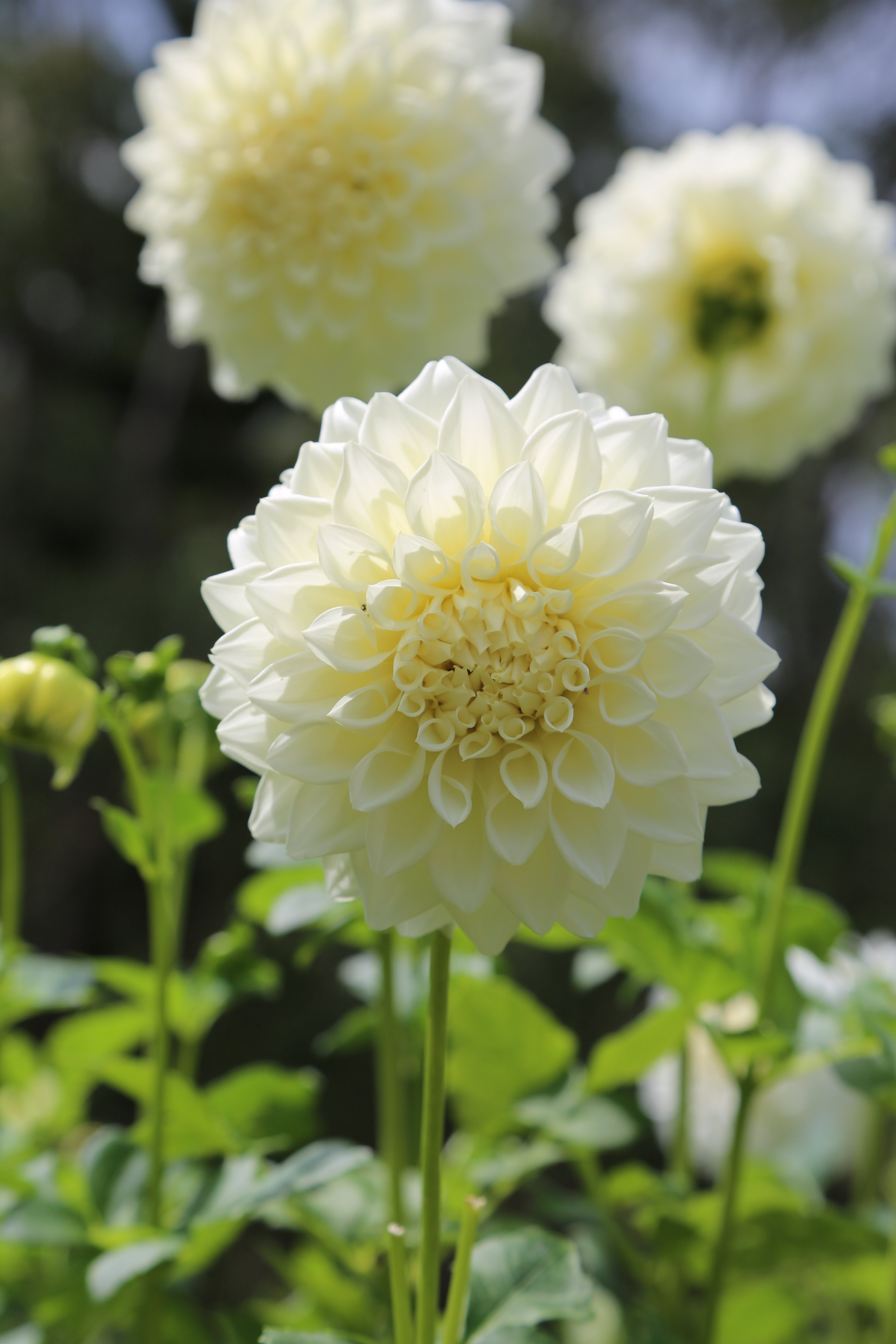 Kotare Buttermilk | Cudgen Flower Farm