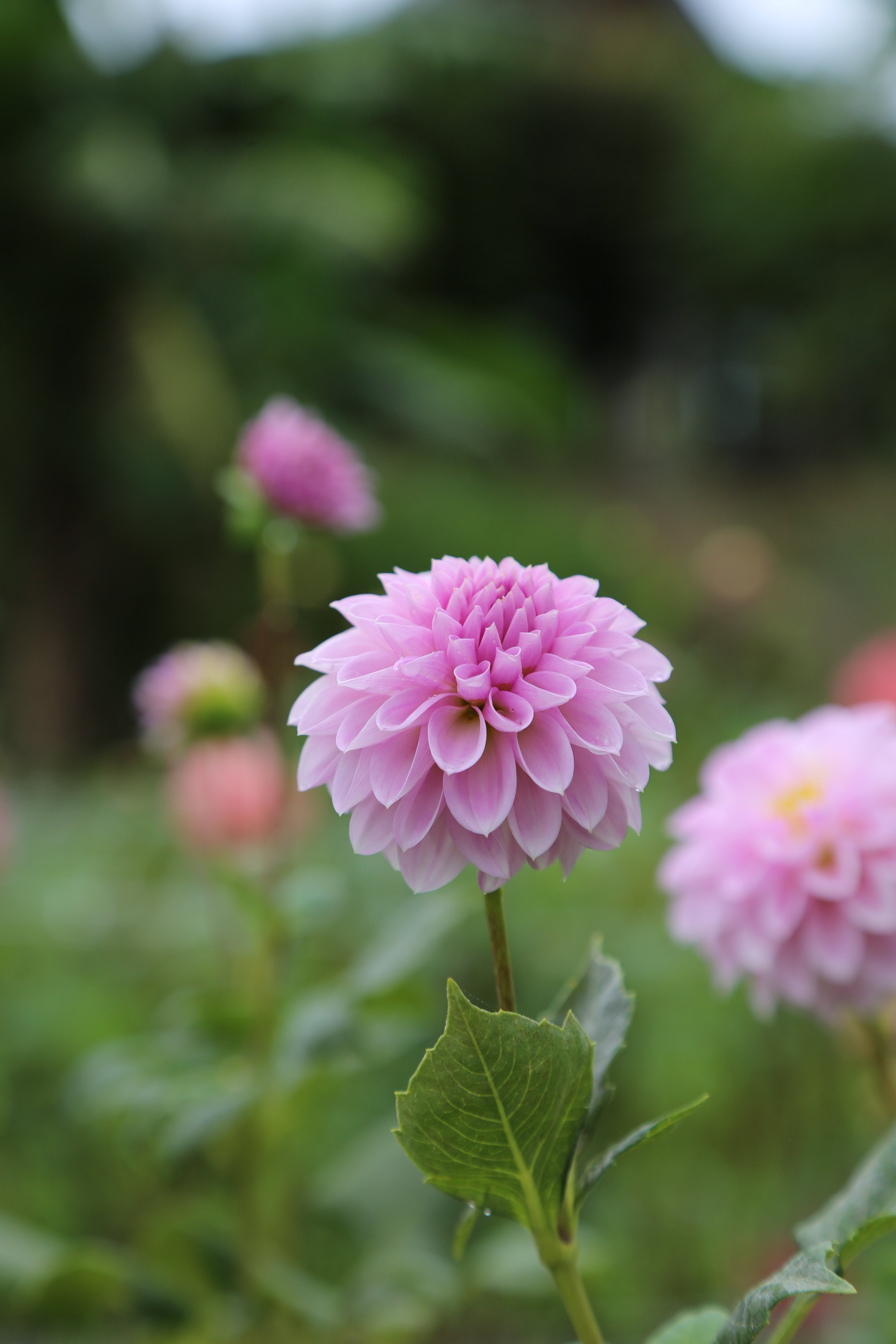 CK Faye | Cudgen Flower Farm