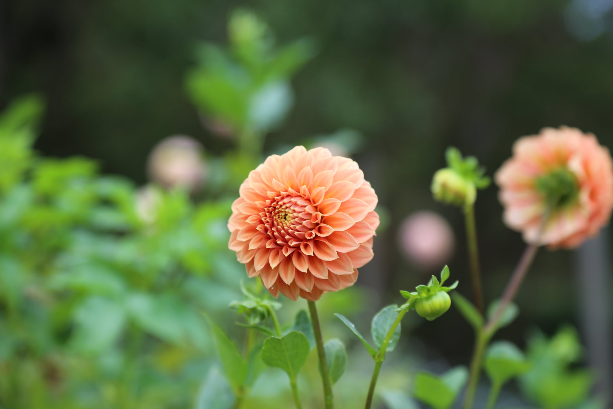 Bracken Palomino | Cudgen Flower Farm