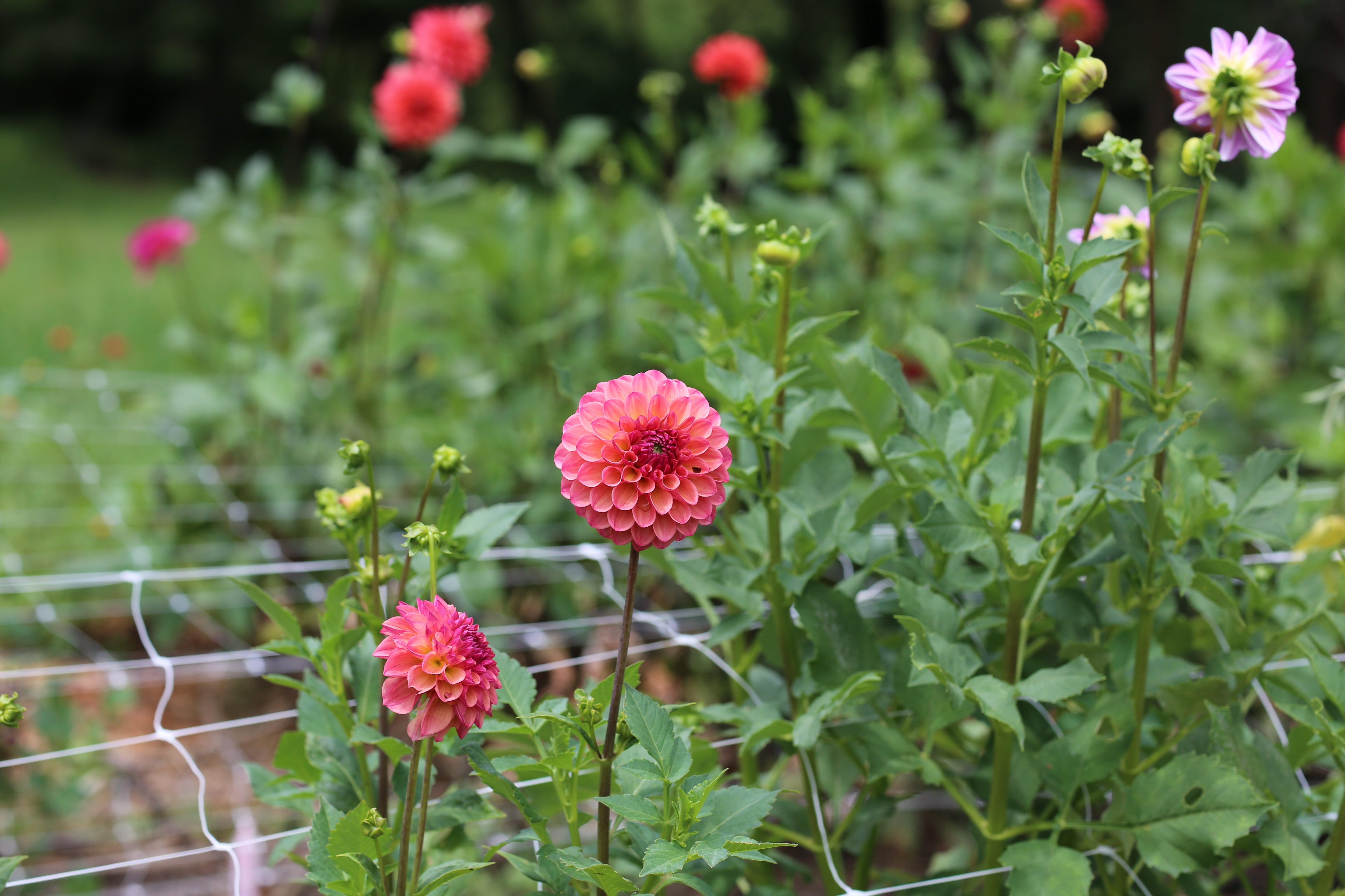 Robin Hood Cudgen Flower Farm Robin Hood Cudgen Flower Farm