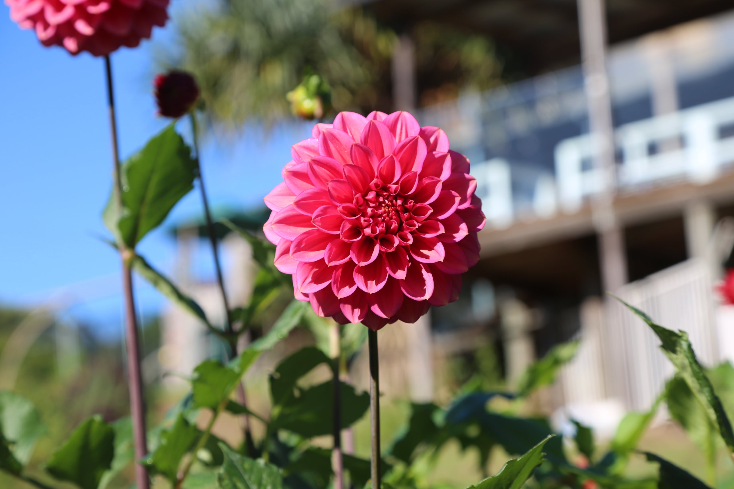 Florelie Guava | Cudgen Flower Farm