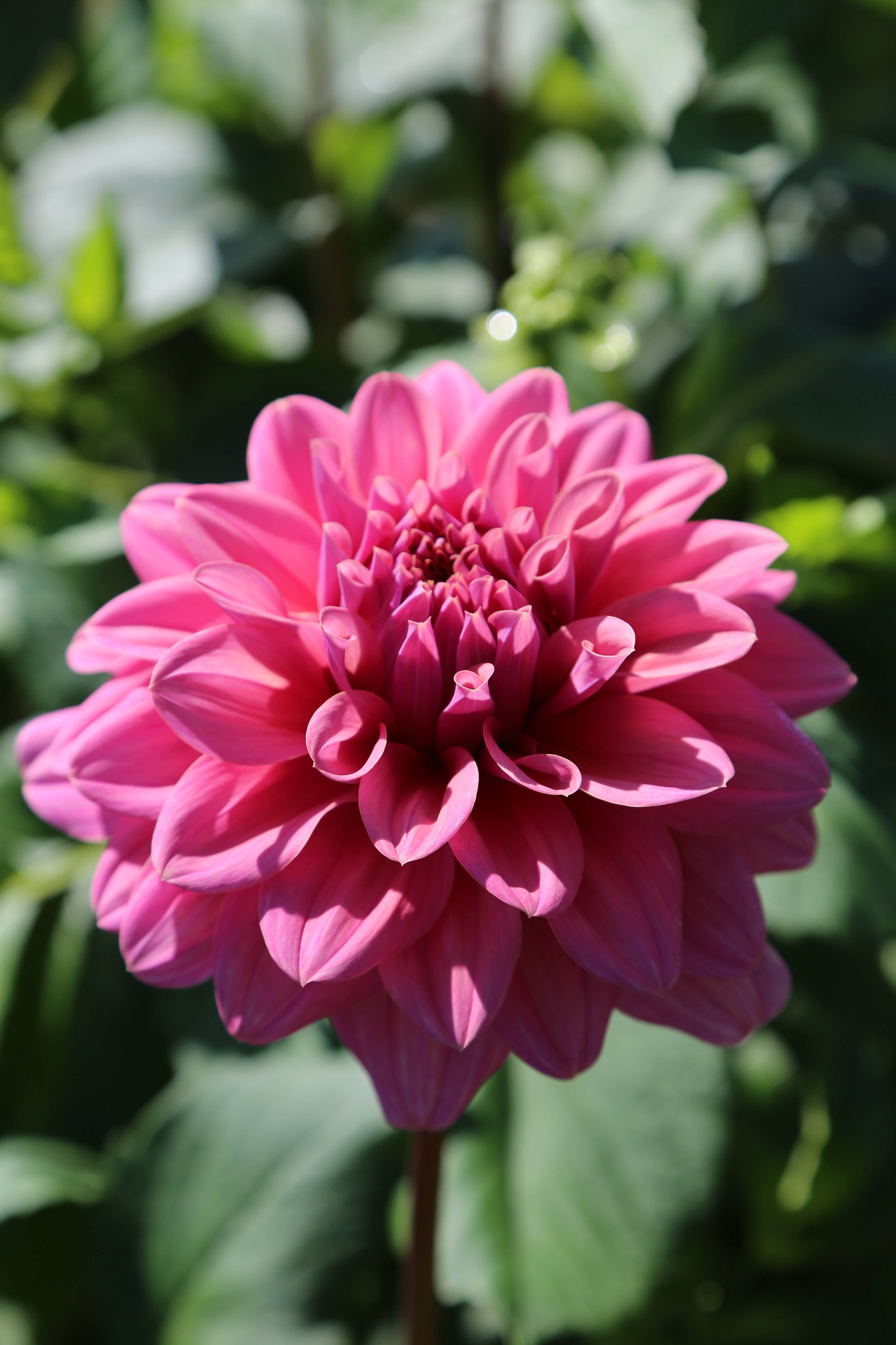 Lileah Caramel Rose | Cudgen Flower Farm