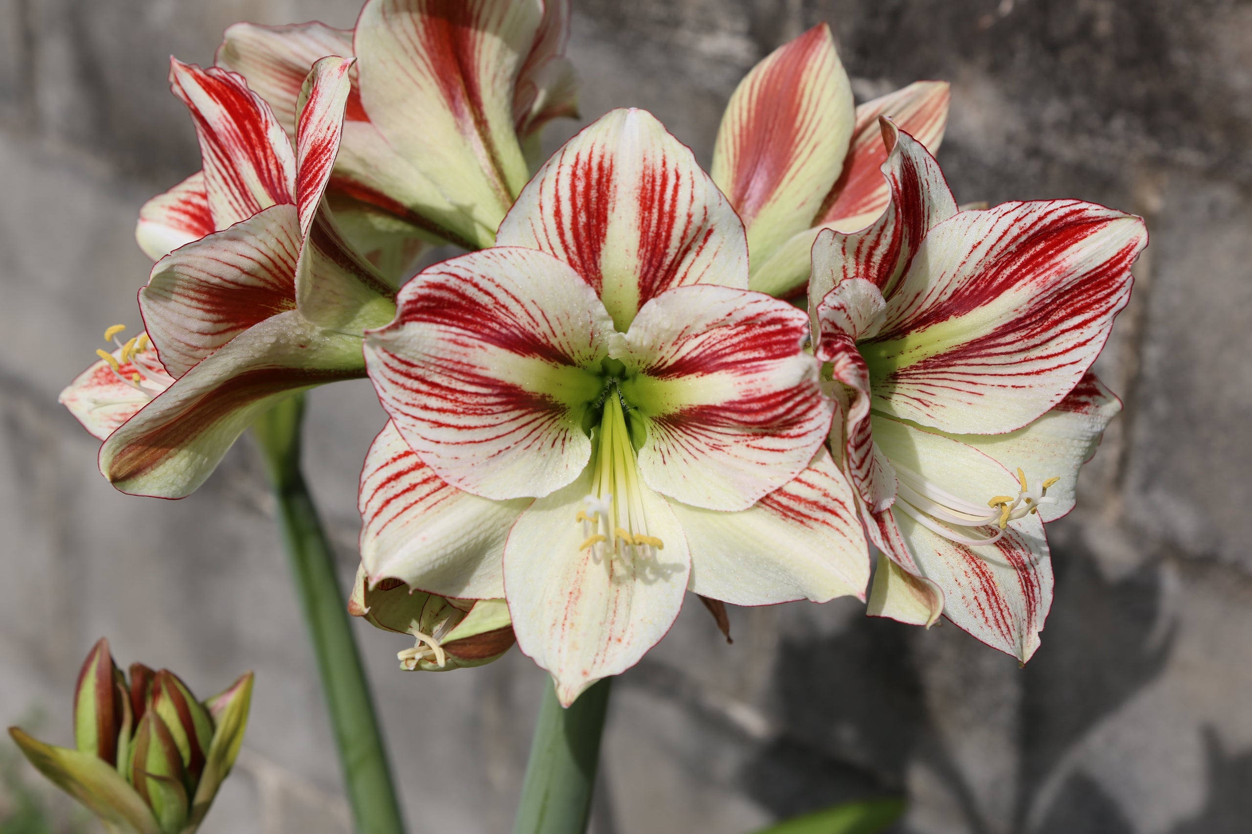 Hippeastrum Ambiance | Cudgen Flower Farm