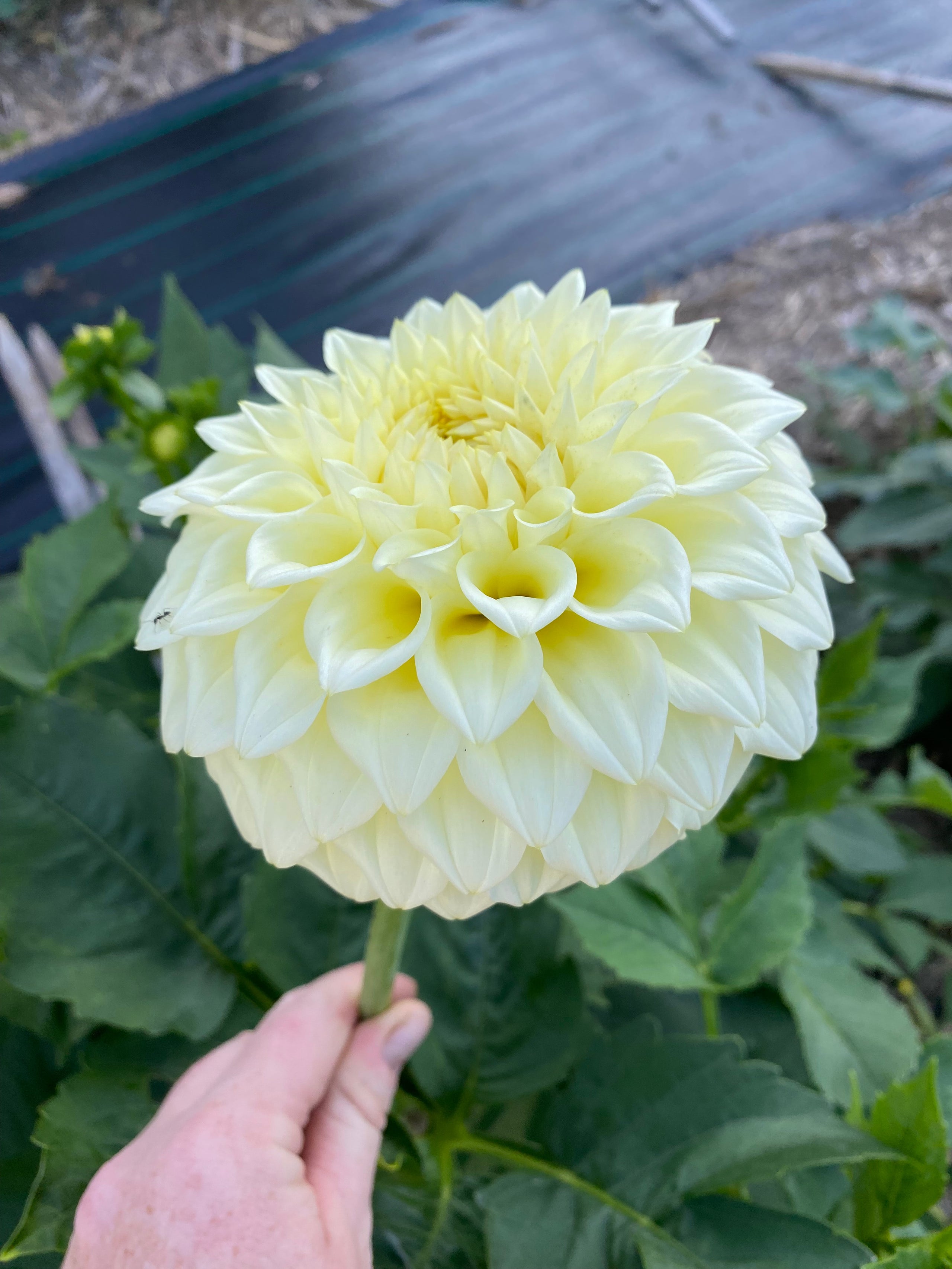 Coorabell Yvonne | Cudgen Flower Farm