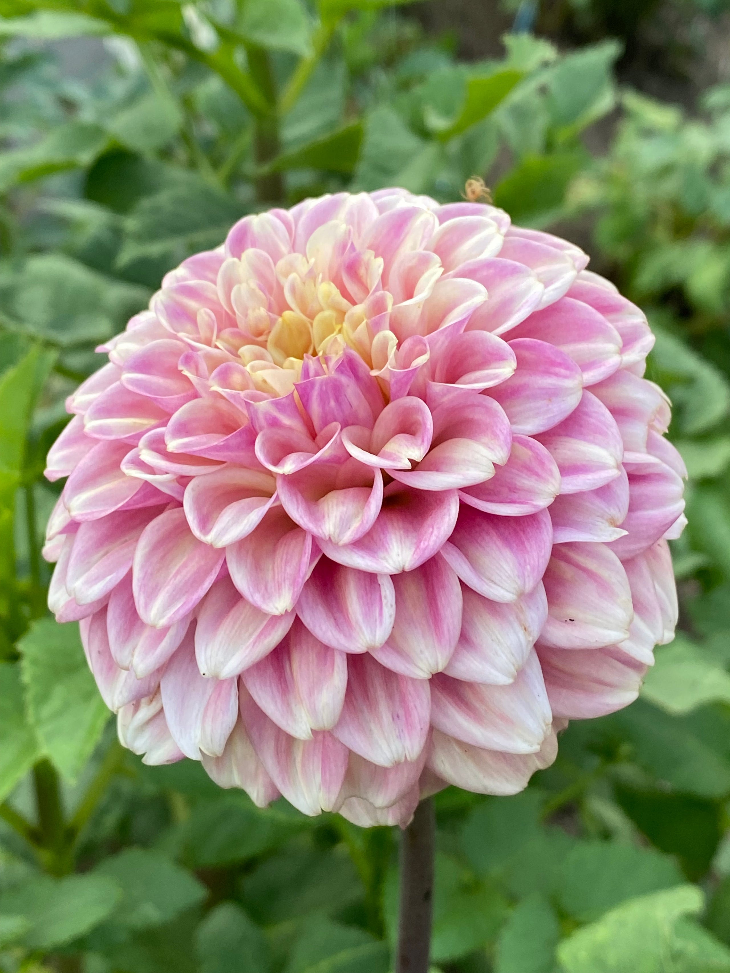 Boundary Orange | Cudgen Flower Farm