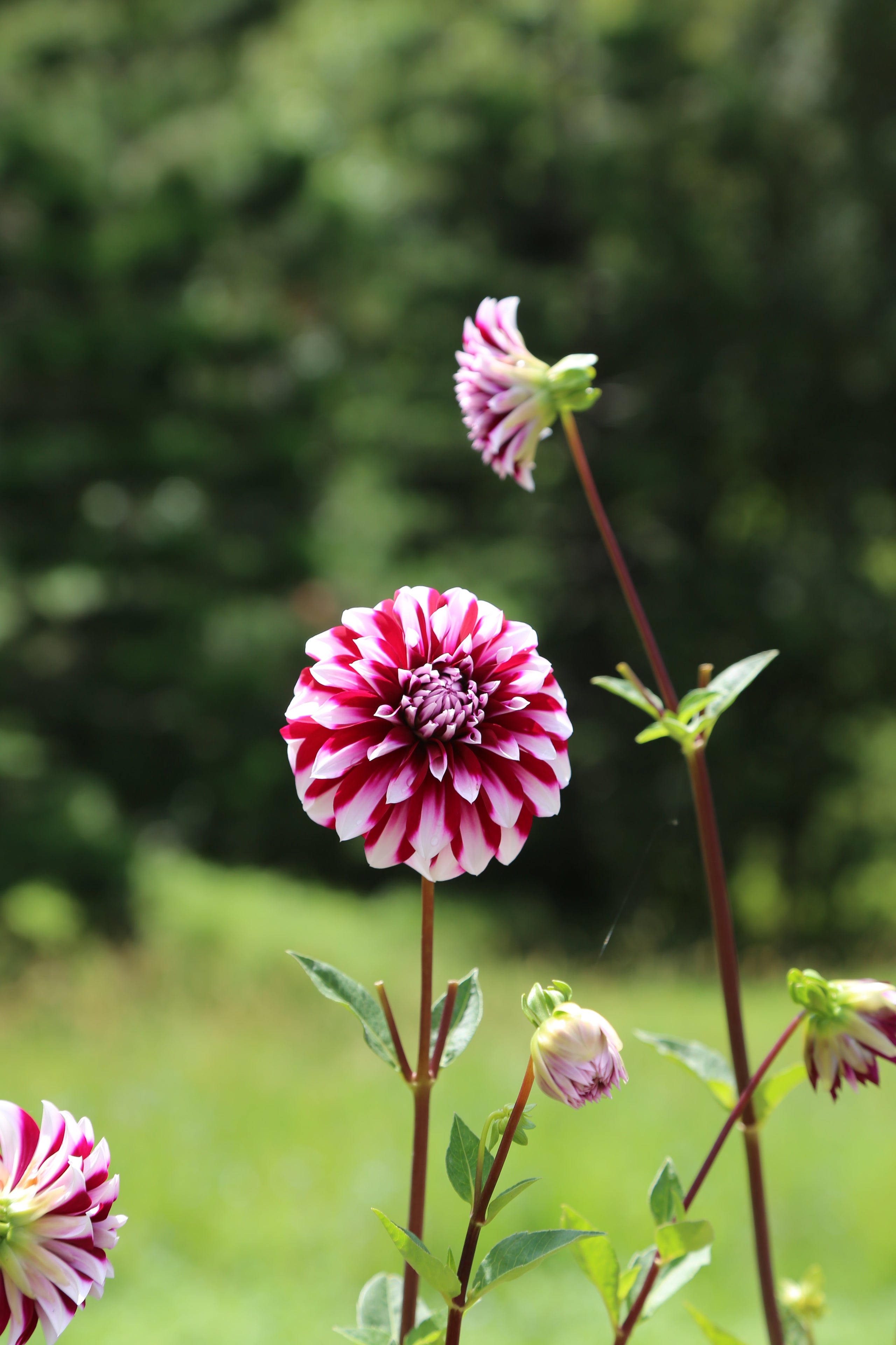 Helena | Cudgen Flower Farm
