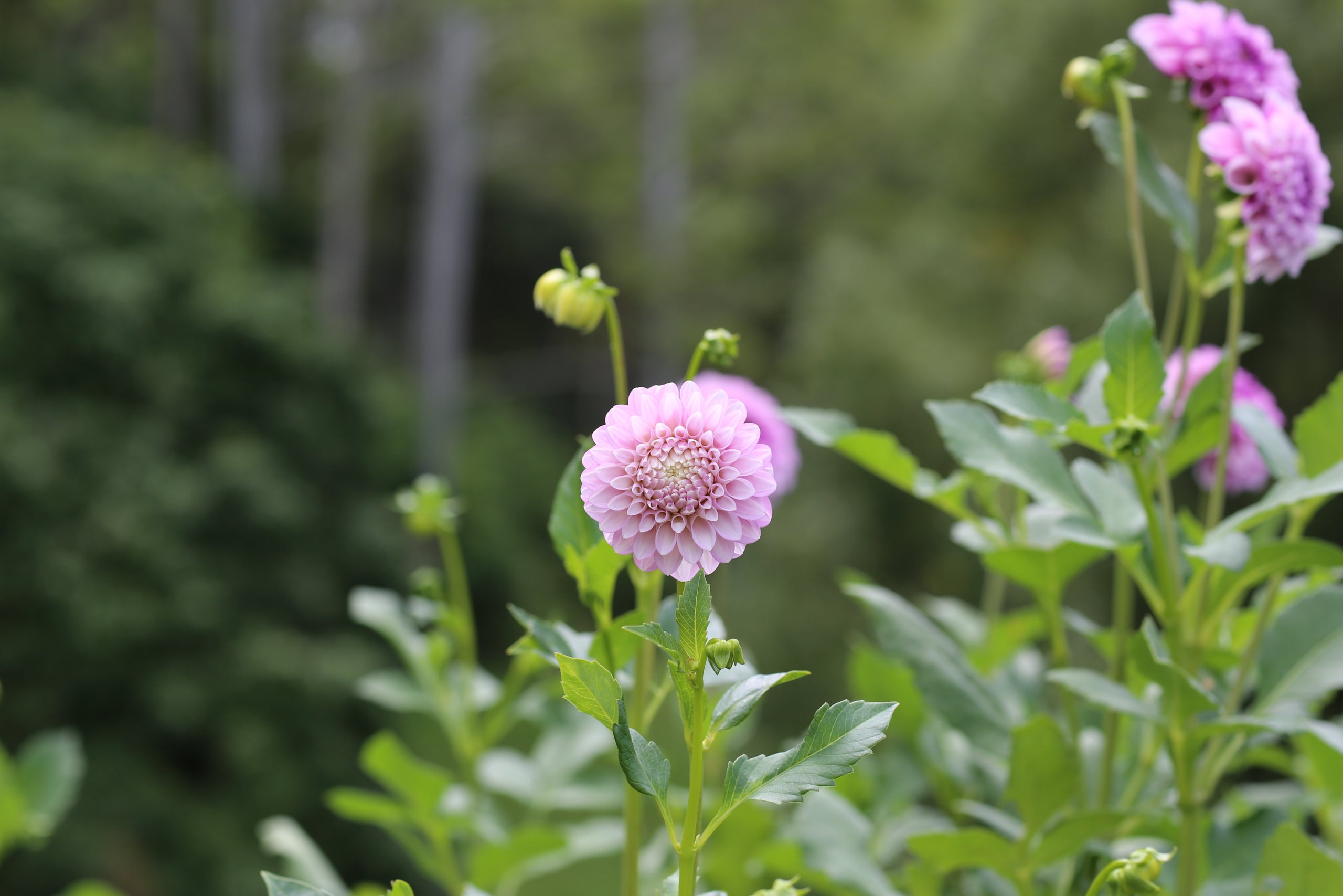 glenmarc-margaret-cudgen-flower-farm